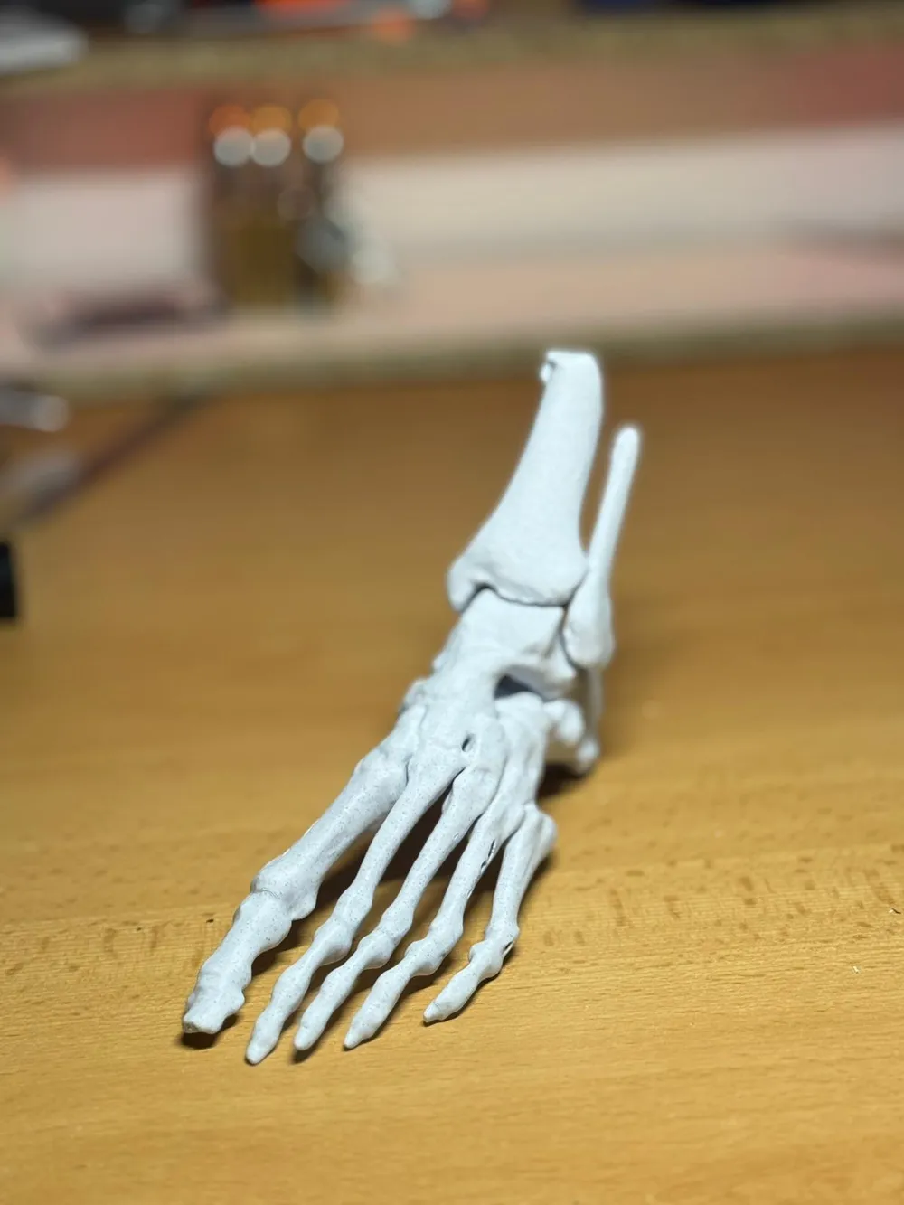 Human Foot Bone - Real MRI Scan - Free 3D Print Model - MakerWorld