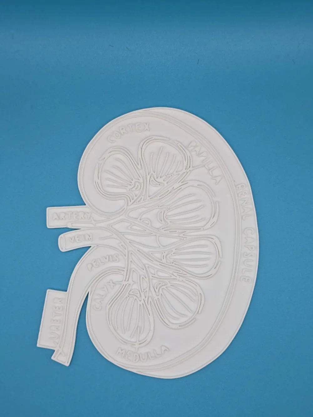Kidney Anatomy Coloring Craft Education by Merilno3D MakerWorld ...