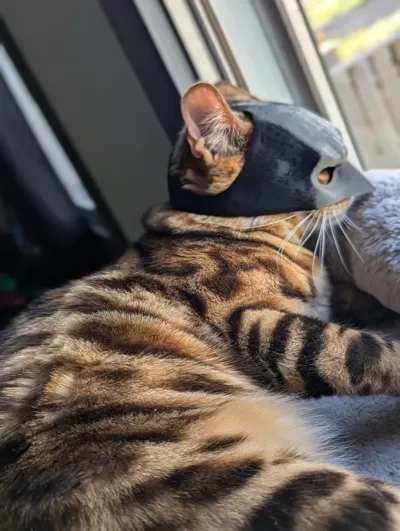 Batcat Mask / CatMan The Dark Meow Cat Bat Mask Remixed by SB ...