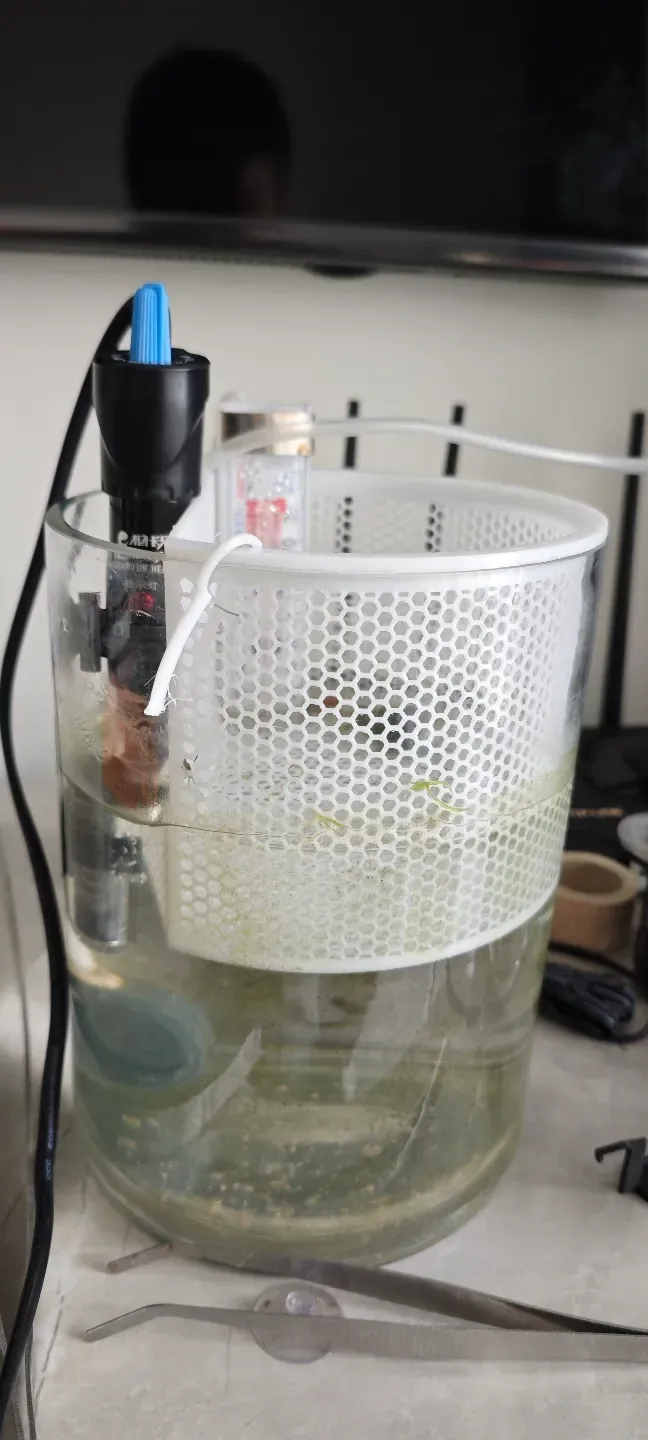 Circular Fish Tank Fry Breeding Isolation Box by user_1247811187 ...