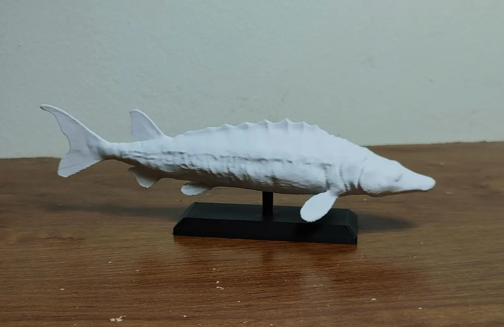 Sturgeon Fish Mount by Fish Prints MakerWorld: Download Free 3D Models