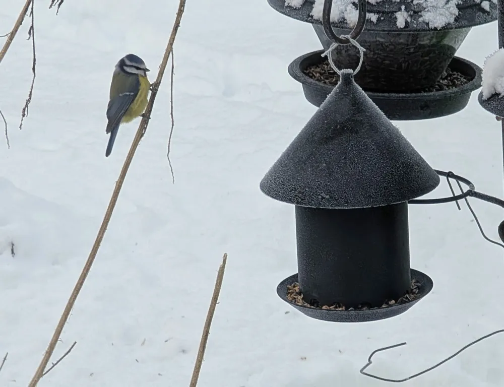 Birdfeeder for small birds - Free 3D Print Model - MakerWorld