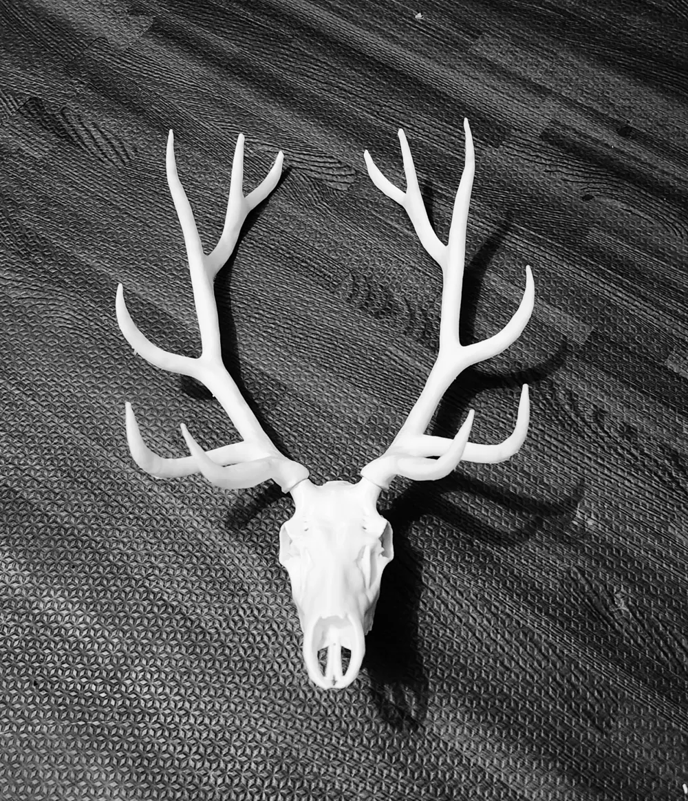 "Elk" Skull - Split Antlers - Free 3D Print Model - MakerWorld