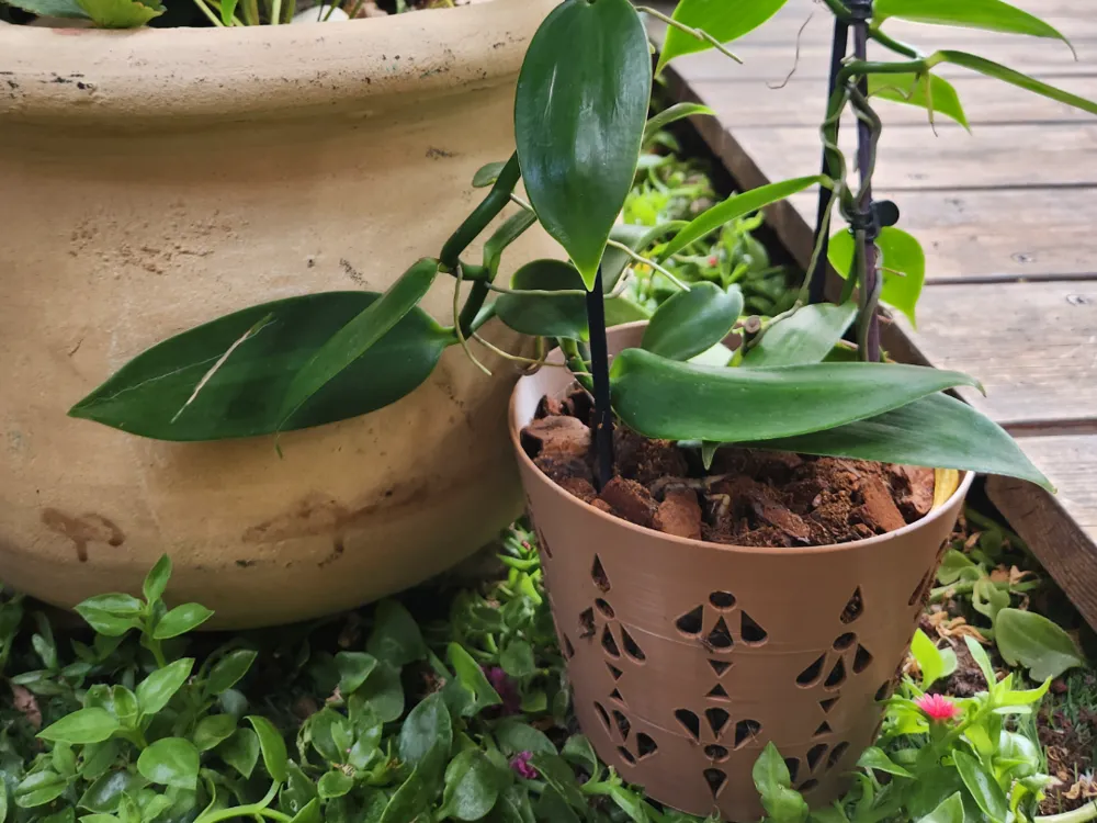 Large Orchid Pot, 6.7 Inch Orchid Pots with Holes - Free 3D Print Model ...