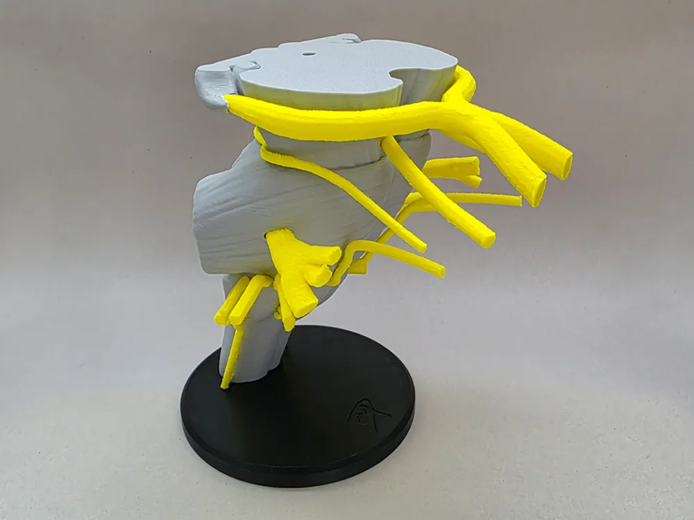 Brainstem and Cranial Nerves - Free 3D Print Model - MakerWorld