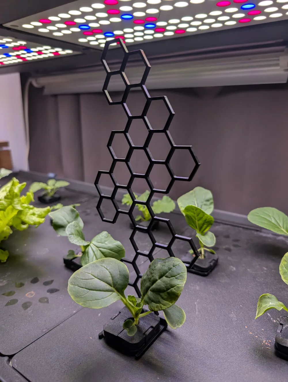 Rise Garden Plant Support Trellis by Concretecabbages MakerWorld: Download Free 3D Models