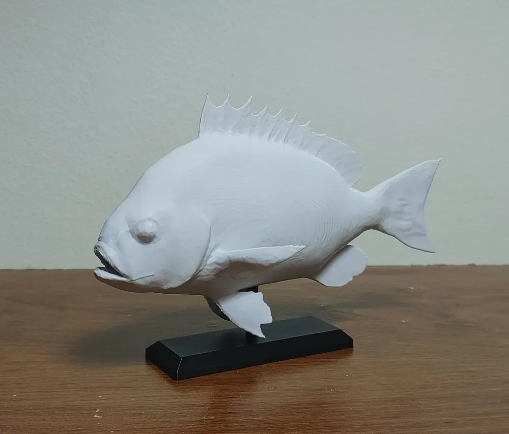 Sheepshead Fish Mount by Fish Prints MakerWorld: Download Free 3D Models