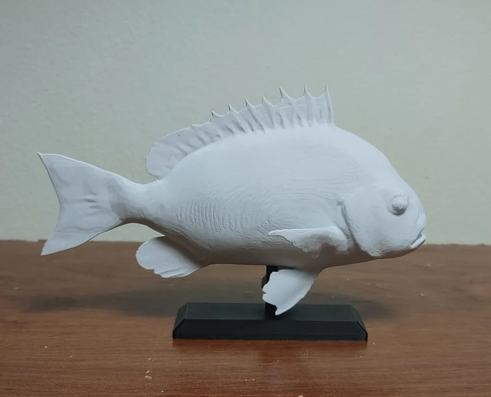 Sheepshead Fish Mount by Fish Prints MakerWorld: Download Free 3D Models
