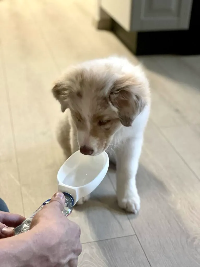 Pet Sipper - No spill water bowl - Free 3D Print Model - MakerWorld