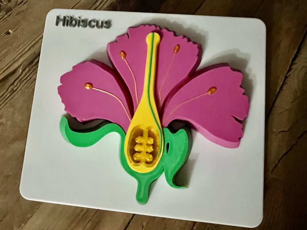 Hibiscus Flower Anatomy - Free 3D Print Model - MakerWorld