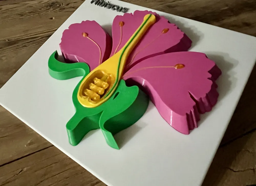 Hibiscus Flower Anatomy - Free 3D Print Model - MakerWorld