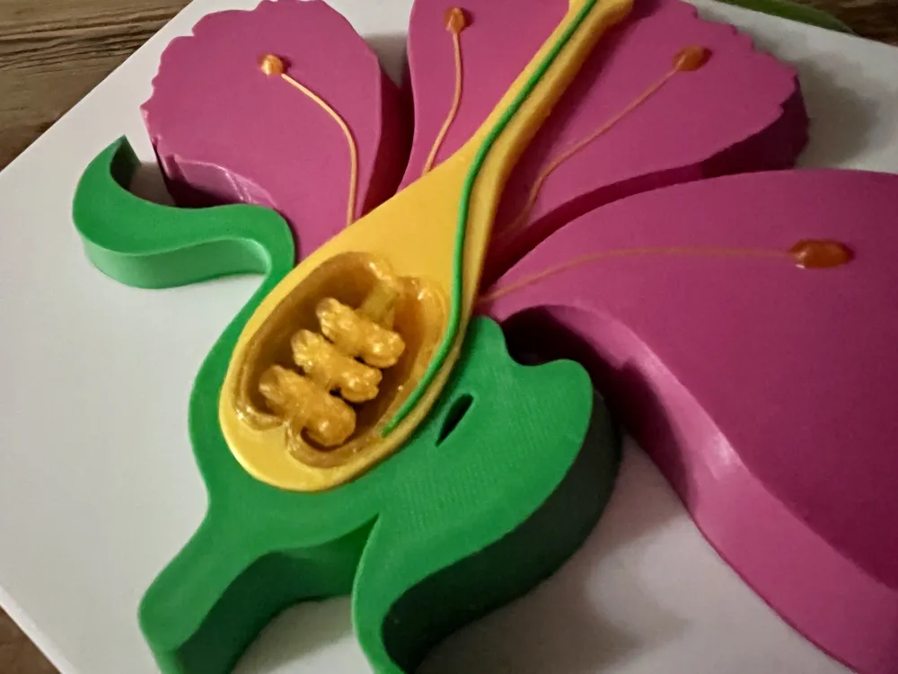 Hibiscus Flower Anatomy - Free 3D Print Model - MakerWorld