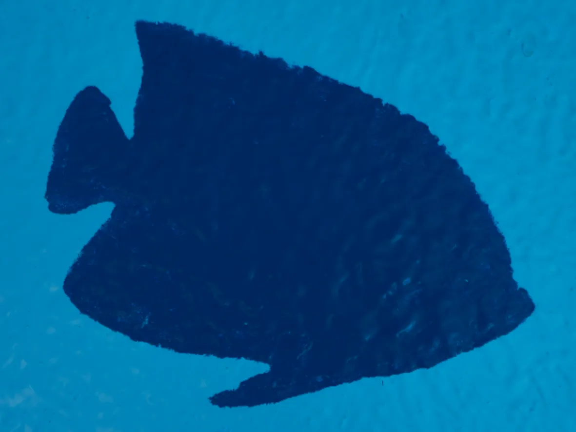 Fish Stencils - Sealife Stencils by BlurryReptile MakerWorld: Download ...