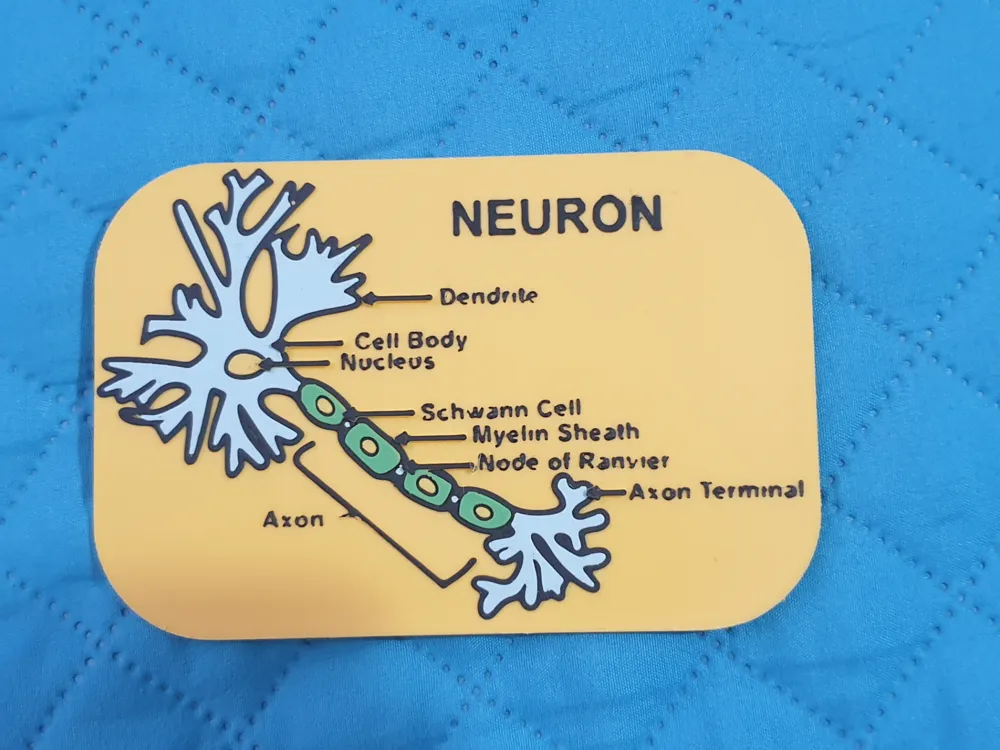 Structure Of A Neuron by constantinost MakerWorld: Download Free 3D Models