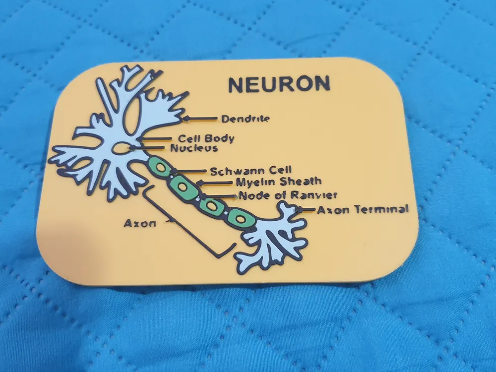 Structure Of A Neuron by constantinost MakerWorld: Download Free 3D Models