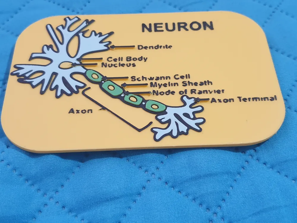 Structure Of A Neuron by constantinost MakerWorld: Download Free 3D Models