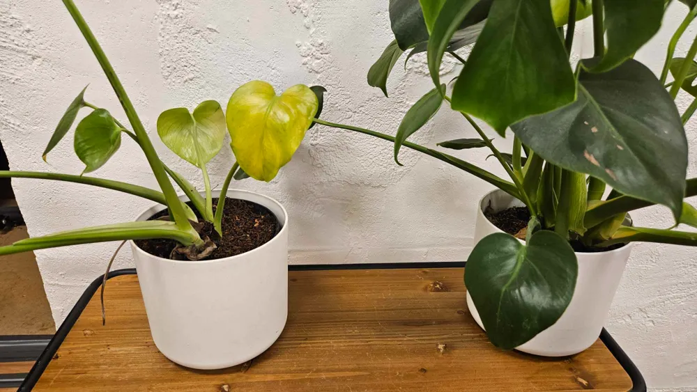 Inner Pot elevator for plants by Flajjar-Lasse - MakerWorld