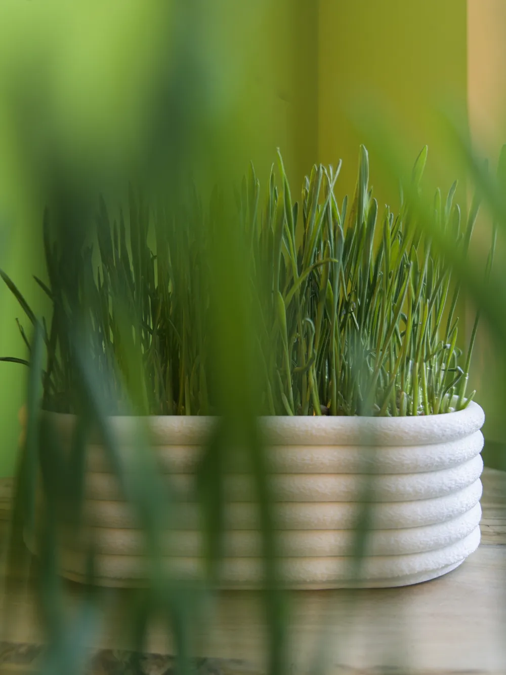 Long Plant Pot for Wheatgrass, Microgreens, & More by Sam MakerWorld ...