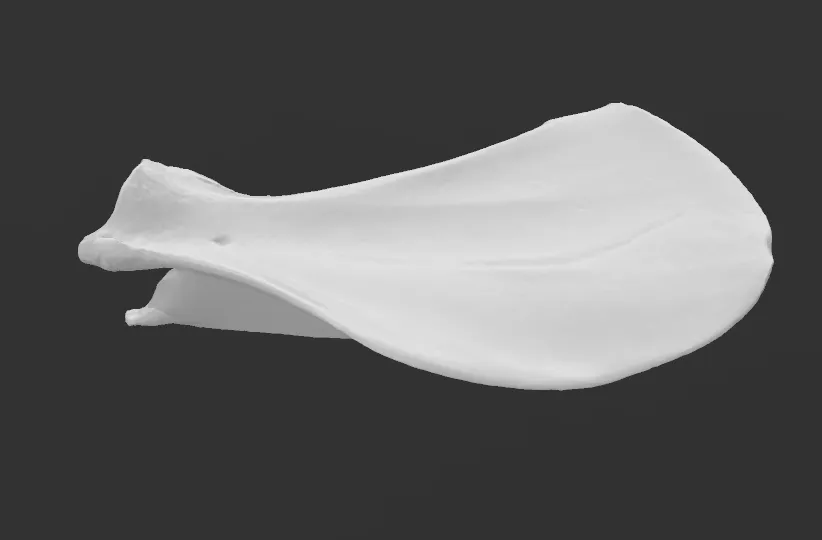 Dog Scapula 3D Scan by SolarTim - MakerWorld