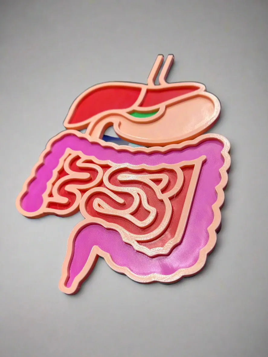 Dissected Anatomical Digestive System Model by Luxe CreationsMakerWorld ...