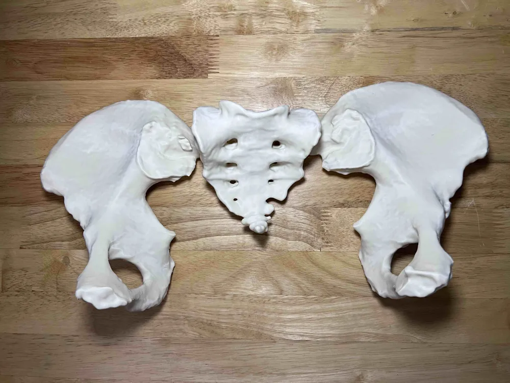 Visible Human Female Pelvis by anthroterrie MakerWorld: Download Free ...