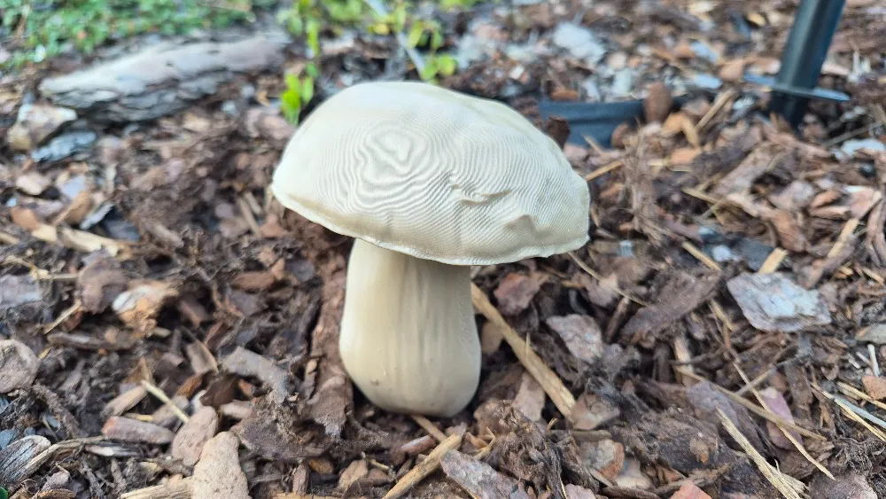 mushroom - Free 3D Print Model - MakerWorld