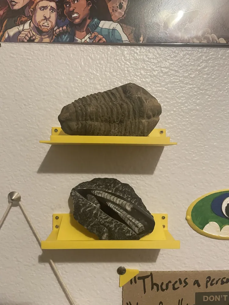 Fossil Display Shelf (4.5inch maximum length) - Free 3D Print Model ...
