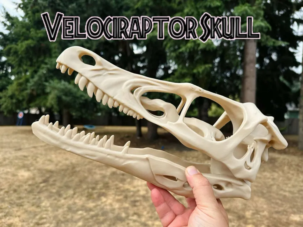 Velociraptor Skull by Williams Industries MakerWorld: Download Free 3D ...