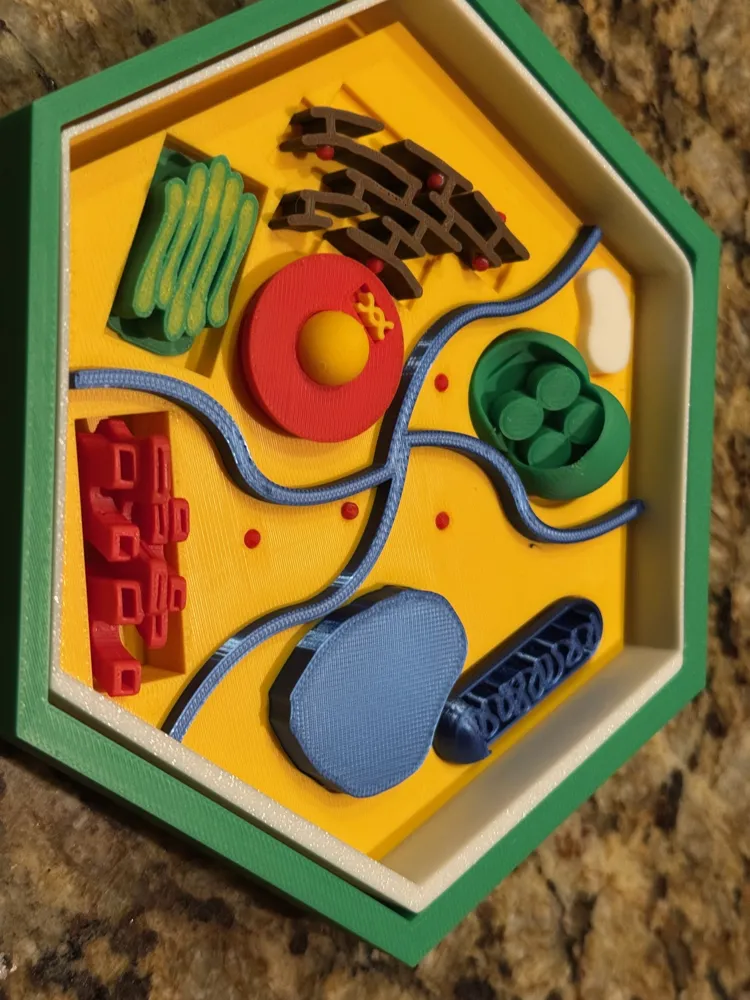 Plant Cell Model - Free 3D Print Model - MakerWorld