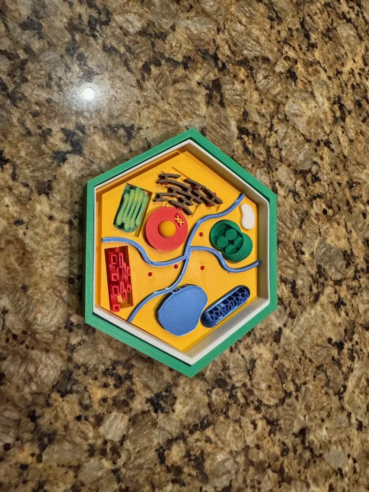 Plant Cell Model by Timprints MakerWorld: Download Free 3D Models