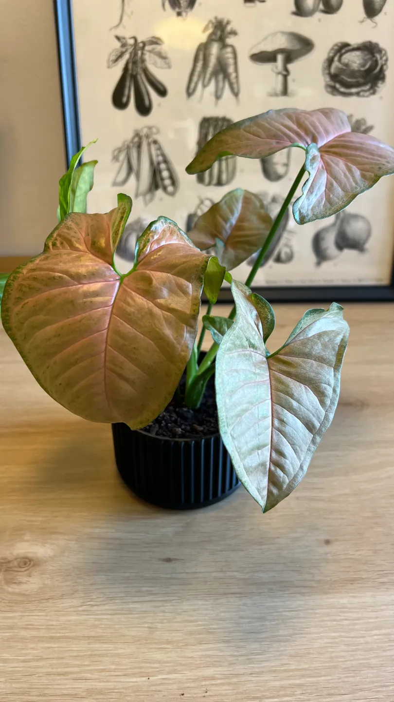 Geometric flower plot 120x80 mm by Lukas Pomykal - MakerWorld