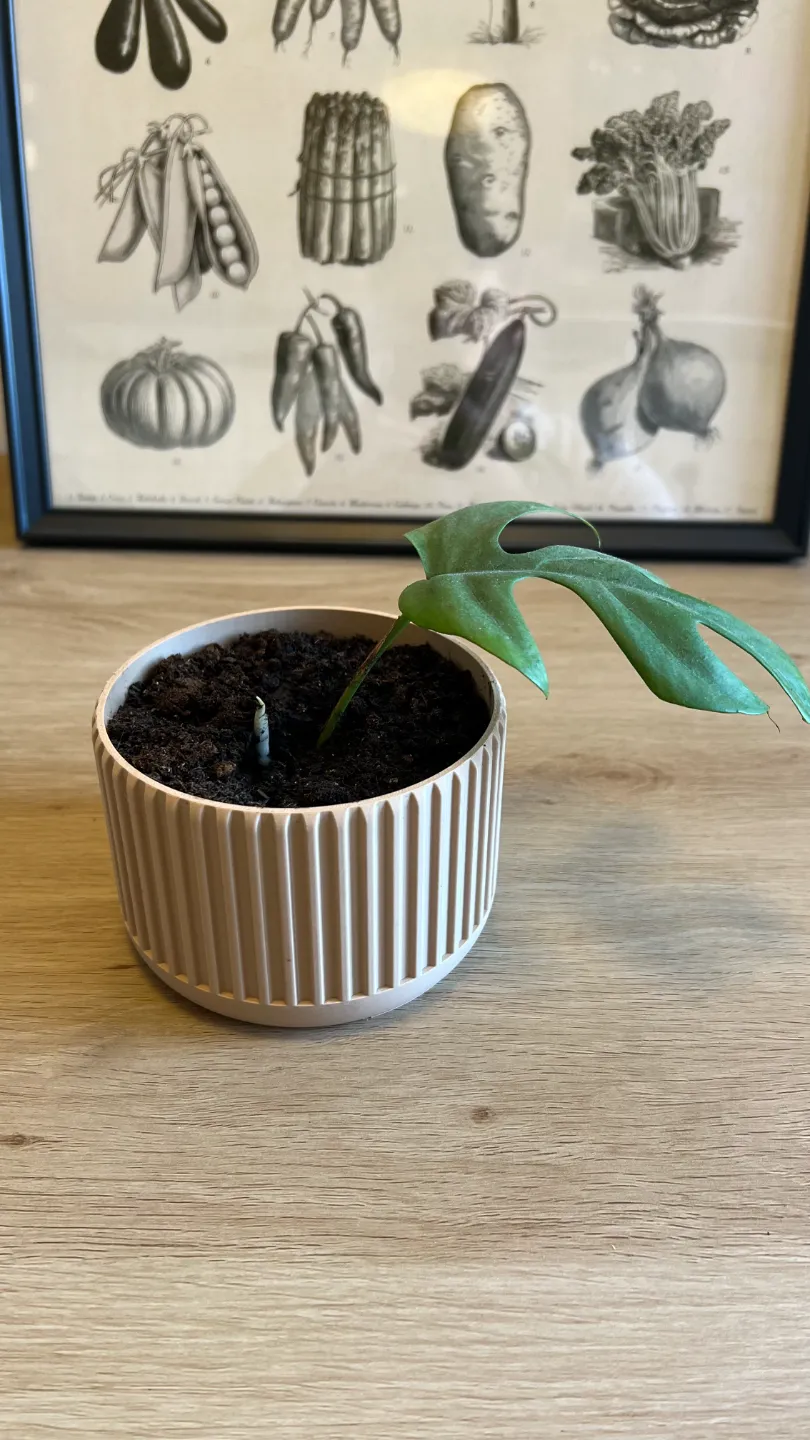 Geometric flower plot 120x80 mm by Lukas Pomykal - MakerWorld