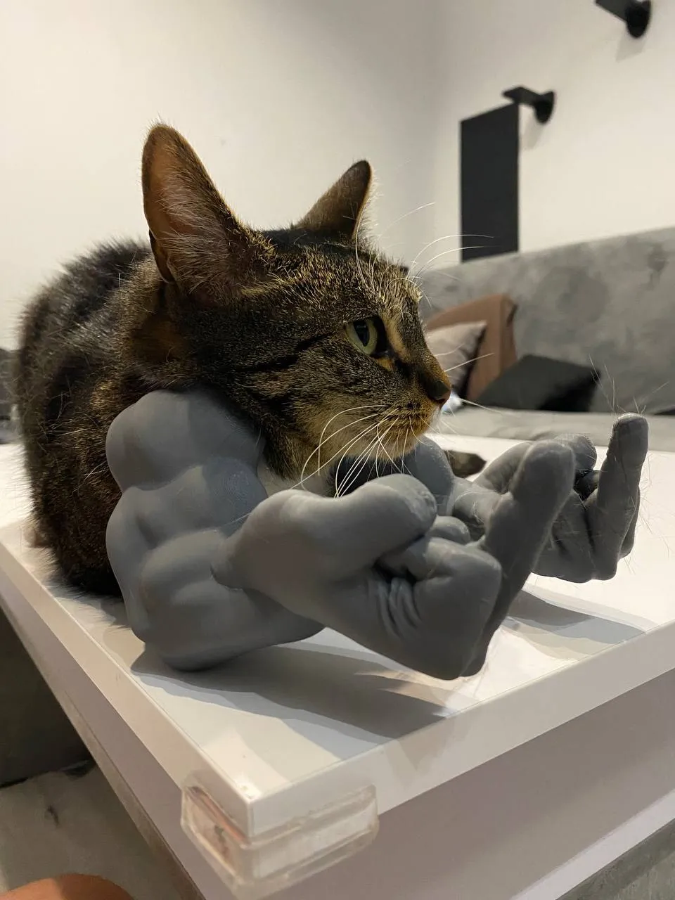 Muscular Cat Accessory – Scratcher & Headband - Free 3D Print Model ...