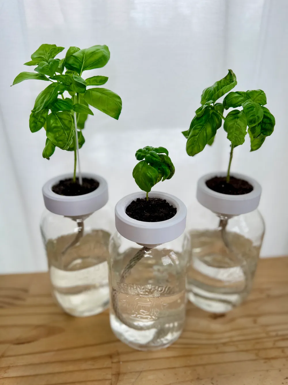 Hydroponic Wick System for Mason Jar - Free 3D Print Model - MakerWorld