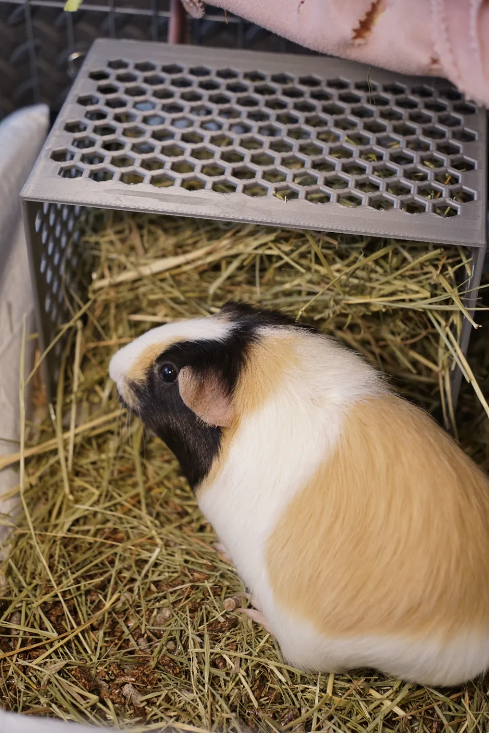 Guinea Pig/Rabbit Hay Feeder by Johnny - MakerWorld