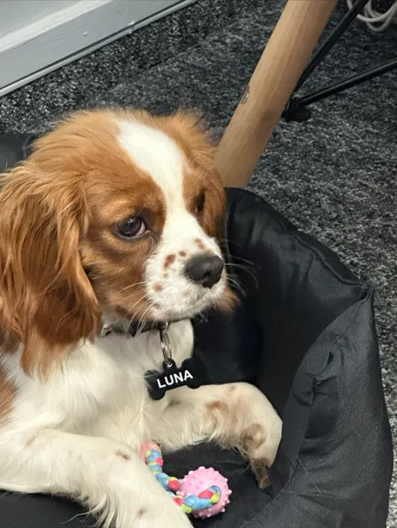 dog tag (name tag) double-sided fully editable by Luk_Asz - MakerWorld