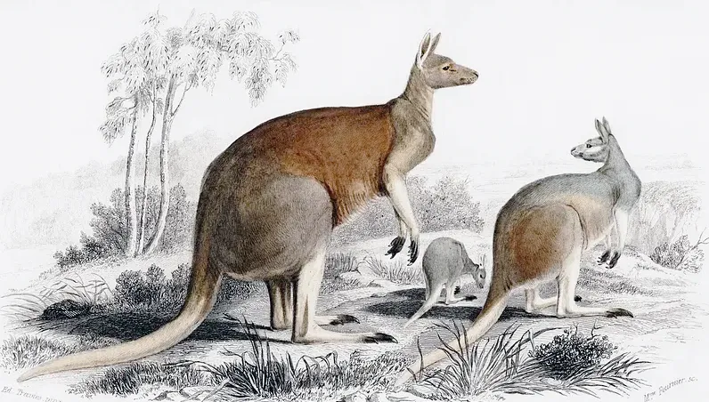 Kangaroos (Macropus Rufus) - Hueforge Print by cyanidesugar - MakerWorld