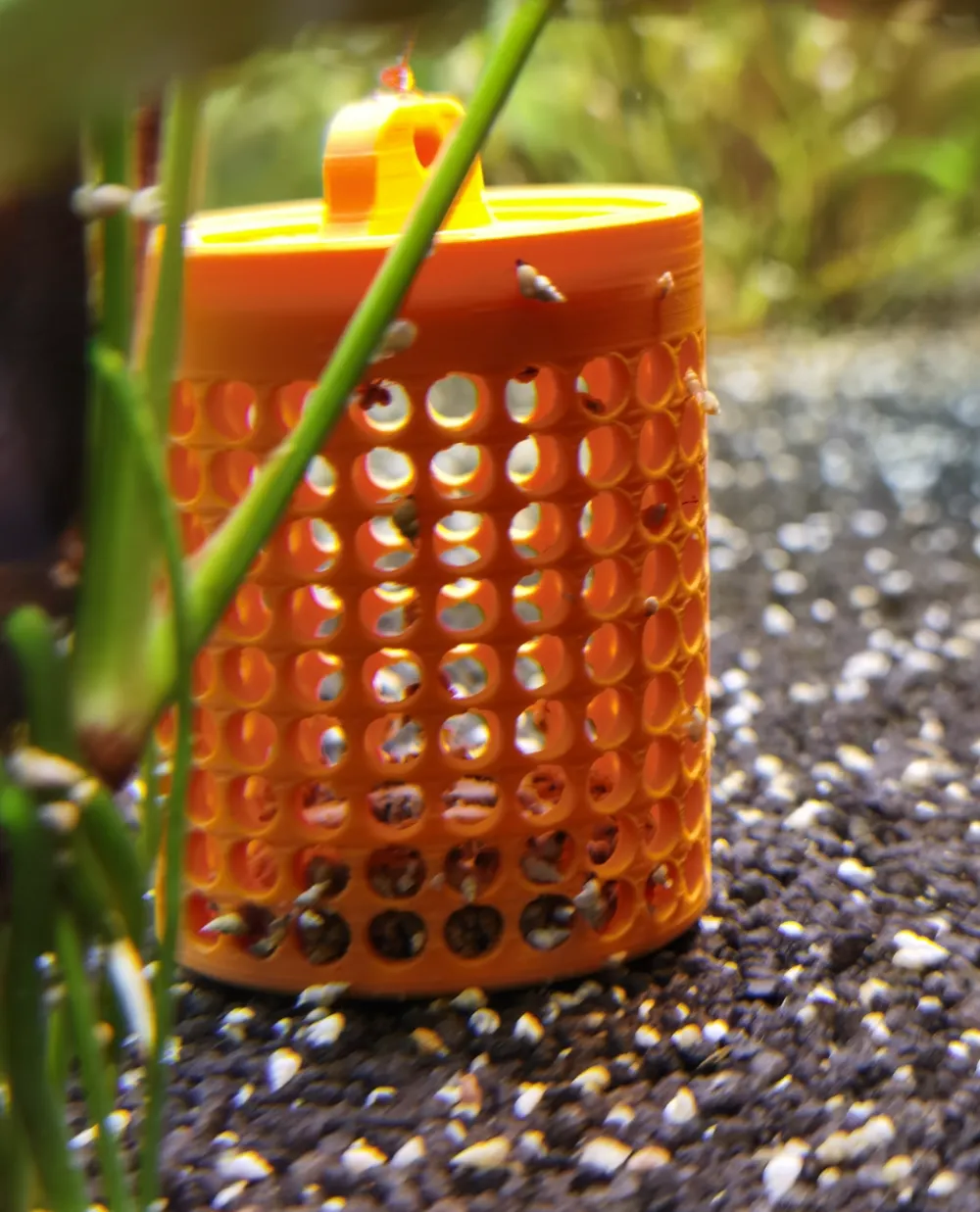 Snail Trap by 3D4home MakerWorld: Download Free 3D Models