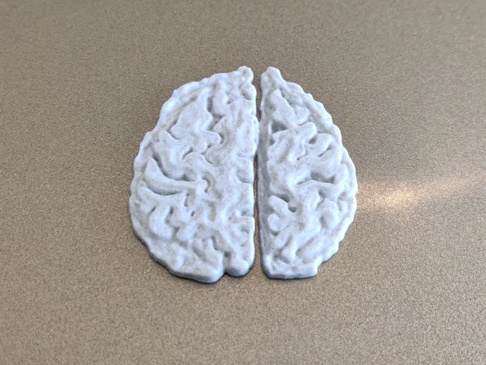 Brain Slice - MRI Scan by Levi Moore - MakerWorld