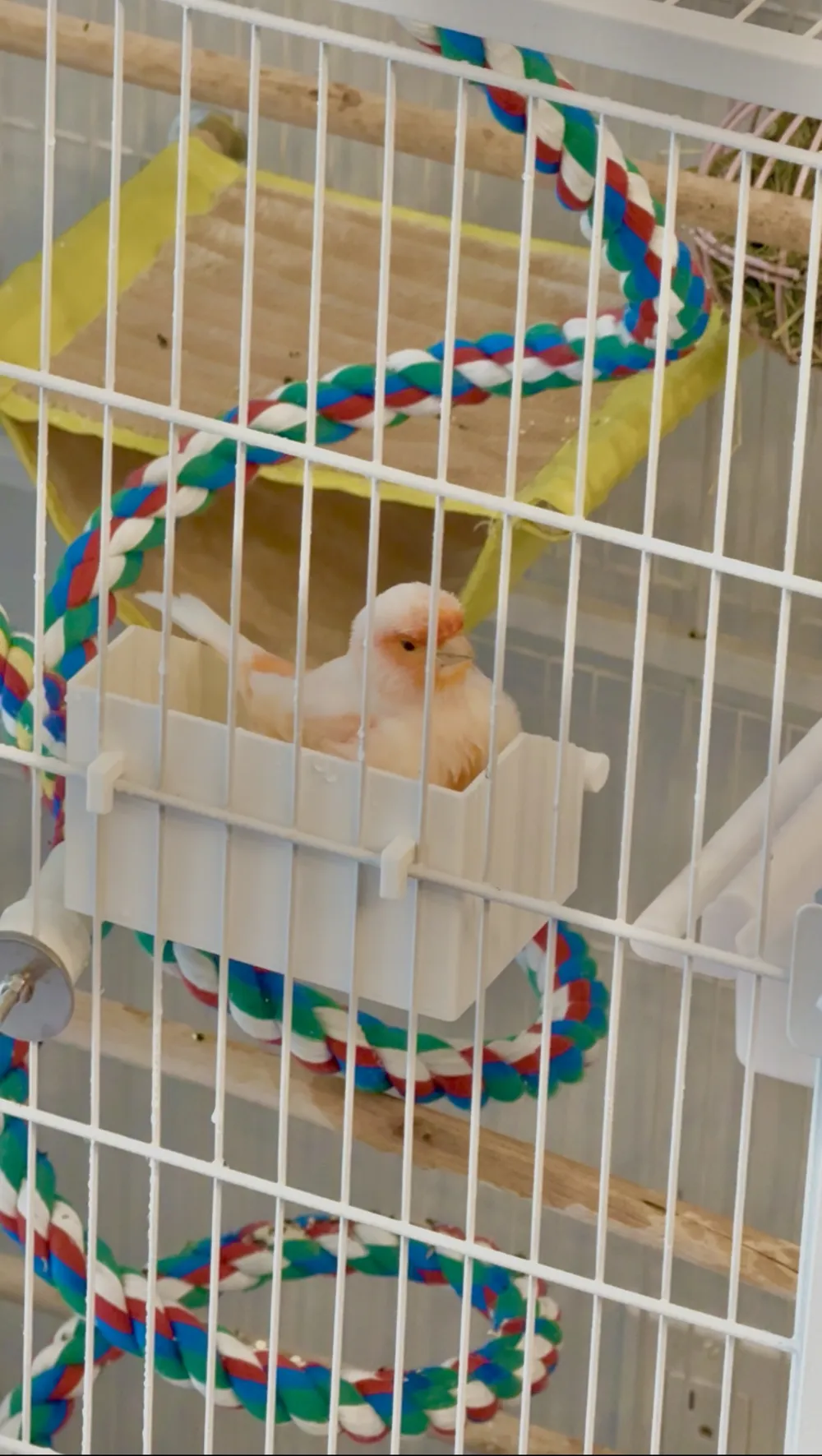 bird cage bowl - Free 3D Print Model - MakerWorld