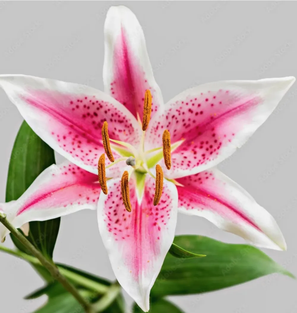 Lily Light by Renegade 3D MakerWorld: Download Free 3D Models