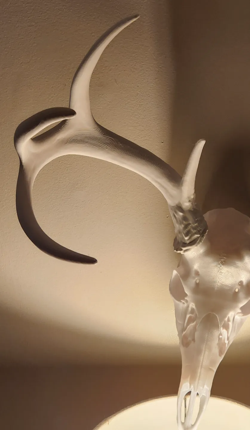 "Symmetry" Antler Set for Half and Full Skulls by DTM247 MakerWorld ...