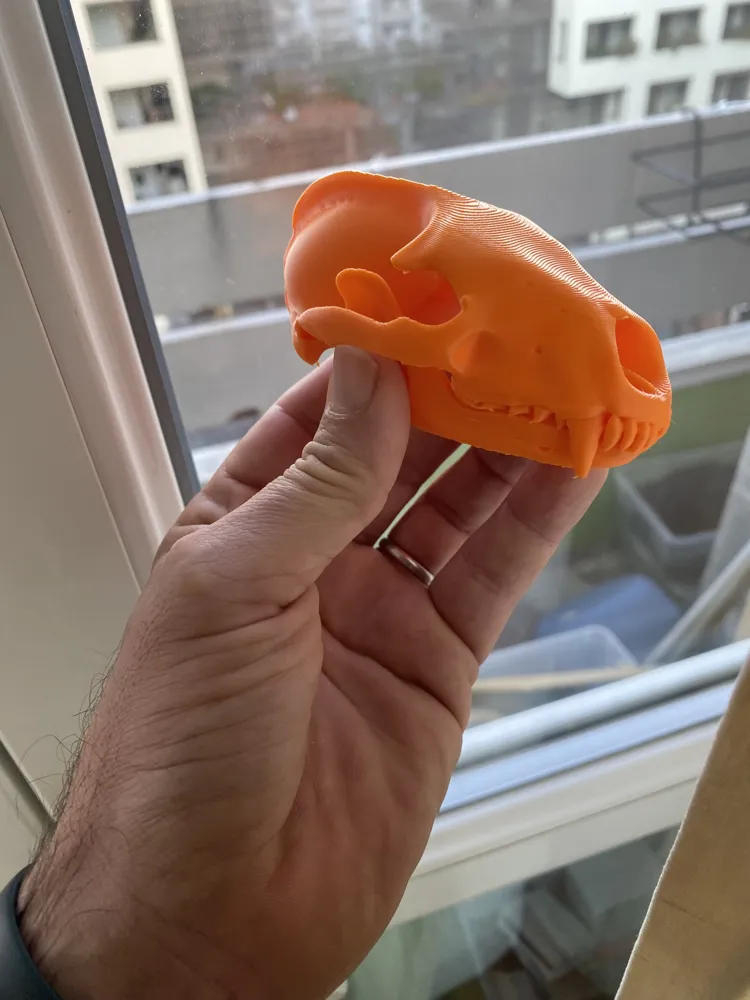 Crânio de texugo - Modelo gratuito para impressão 3D - MakerWorld