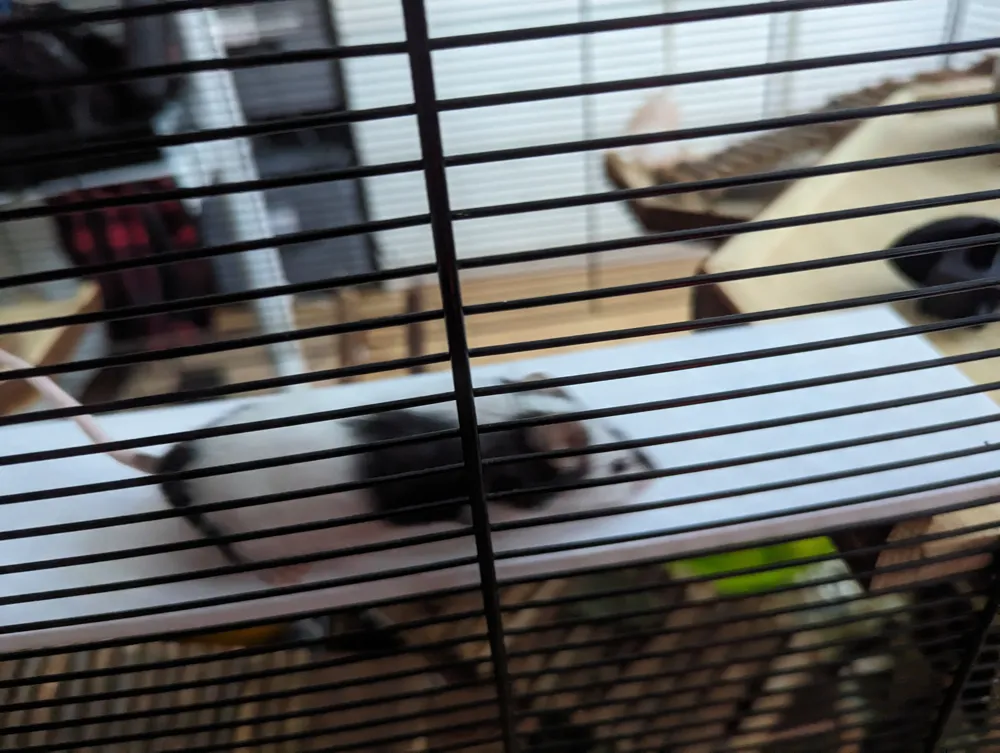 Mouse Bridge for Enclosure by 2batou4u - MakerWorld