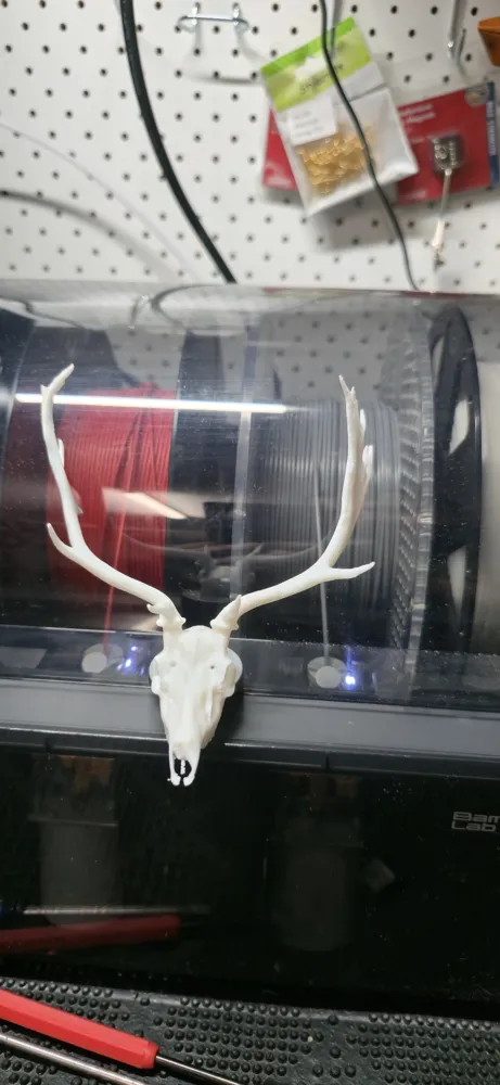 australian fallow deer 2025 rutt by Branno87 MakerWorld: Download Free ...