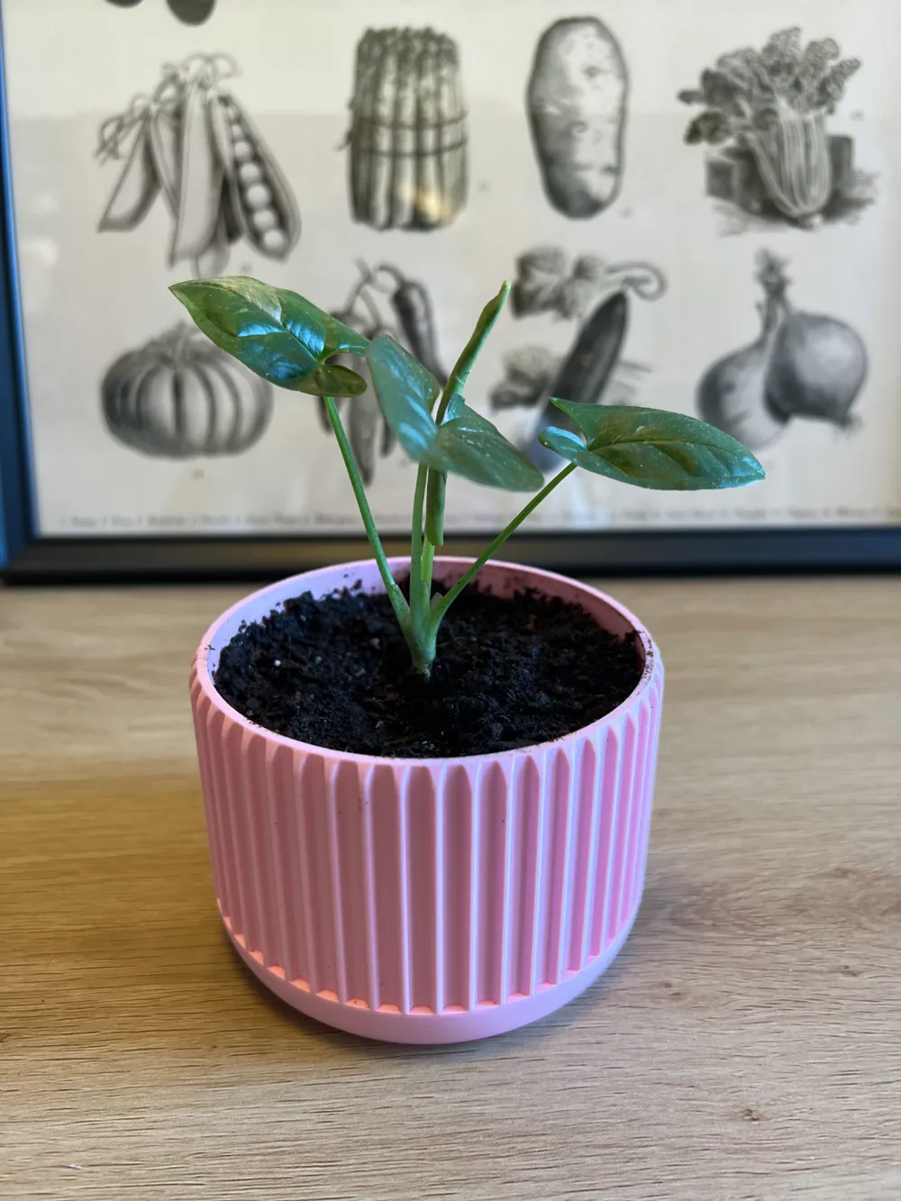 Geometric flower plot 100x70 mm by Lukas Pomykal - MakerWorld