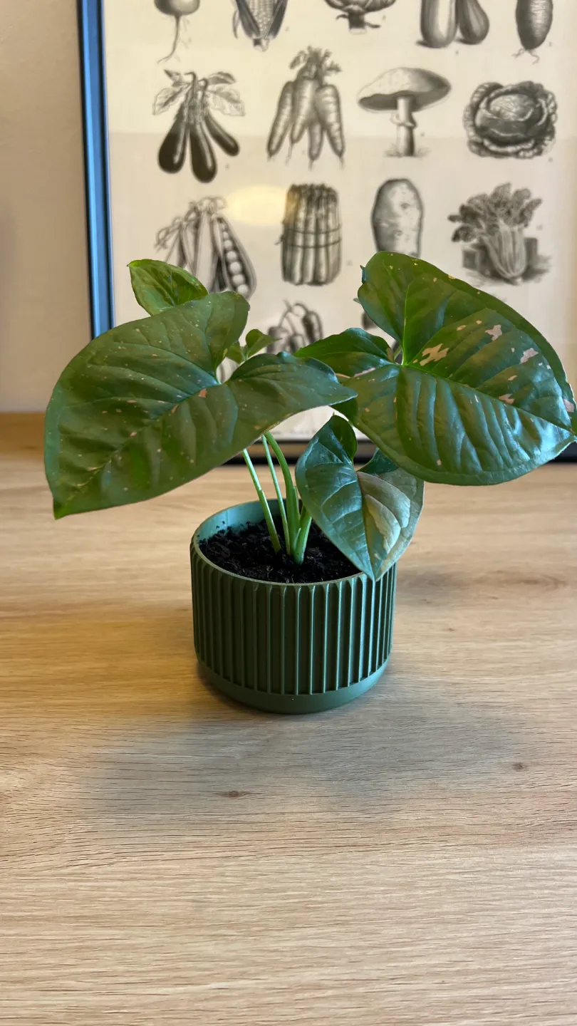 Geometric flower plot 100x70 mm by Lukas Pomykal - MakerWorld