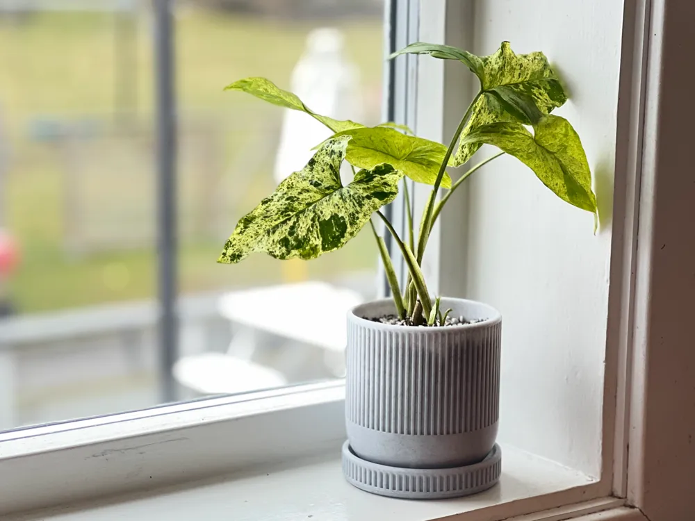 Planter in Mid-century modern style by Thomas - MakerWorld