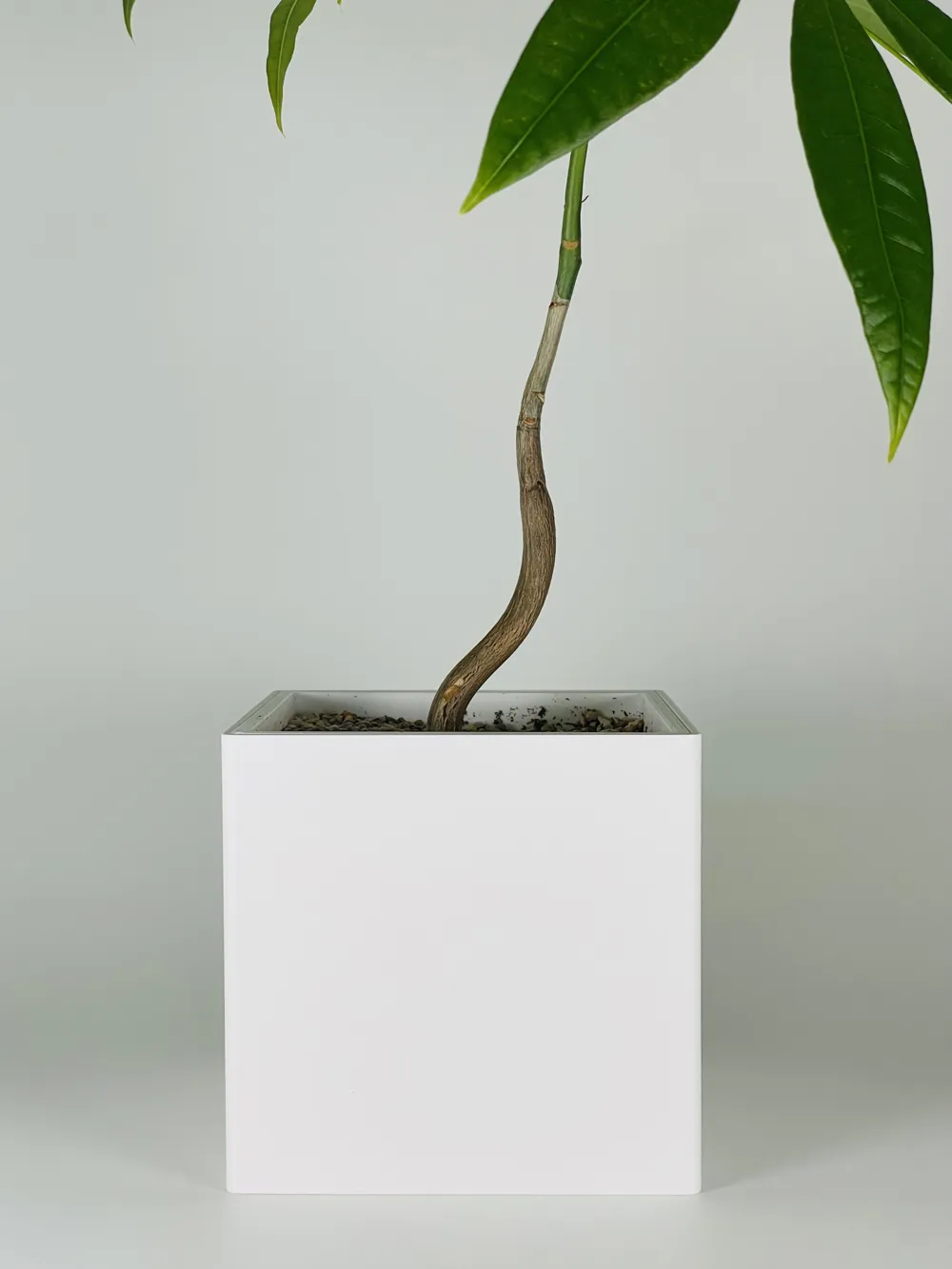 Classic Square Planter 100mm/Inner and Outer Pots Separable/Pot Set by ...
