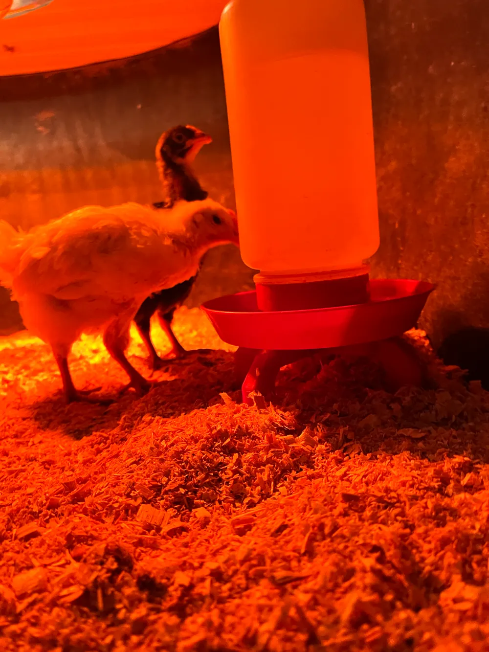 little giant chick waterer stand by Tristen - MakerWorld